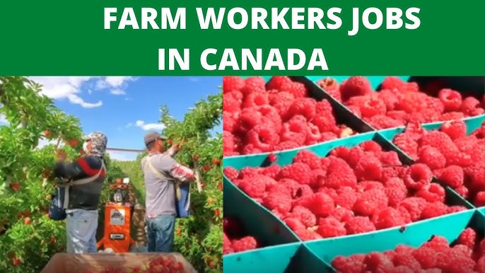 List of Farm Jobs That You can Apply for in Canada - TeeGeeWeb